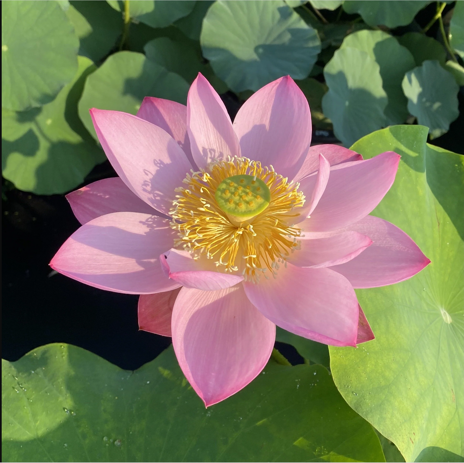 The spiritual significance of the Lotus Flower – Buddha's Flowers